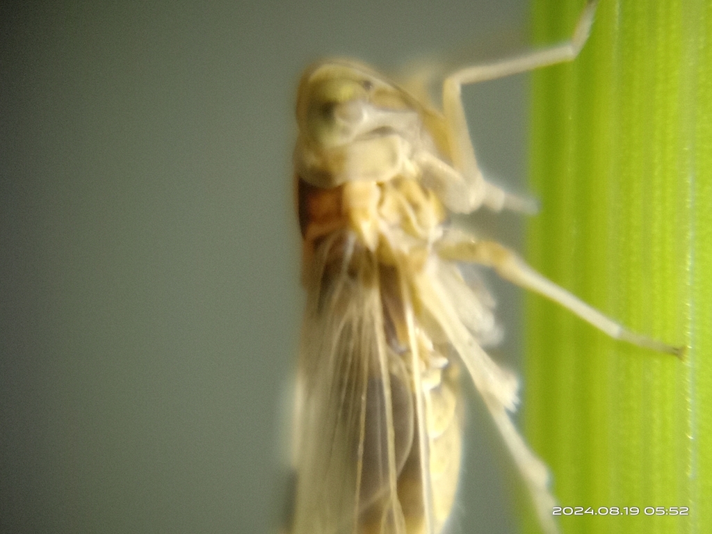 White-backed Planthopper from Kaohsiung, TW-KH, TW on August 19, 2024 ...