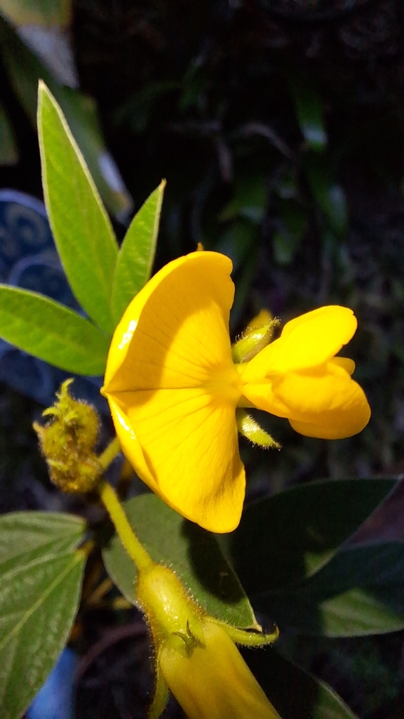 Pigeon Pea from Indooroopilly on August 19, 2024 at 07:45 AM by Peleg · iNaturalist