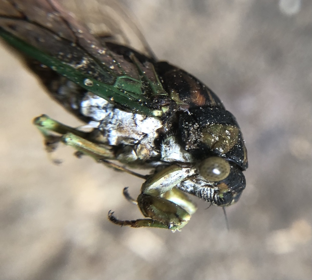 Swamp Cicada from Northwest Washington, Washington, DC, USA on August ...