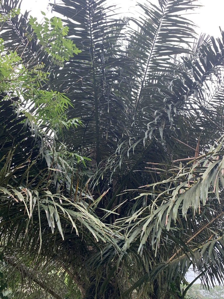 Sugar Palm (Arenga pinnata) - Botanical Realm