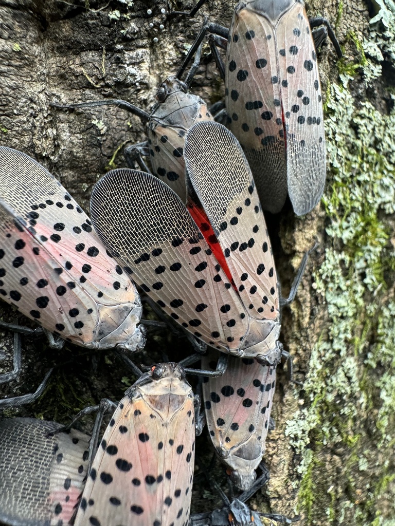Spotted Lanternfly from Wildwood Park, Harrisburg, PA, US on August 18 ...