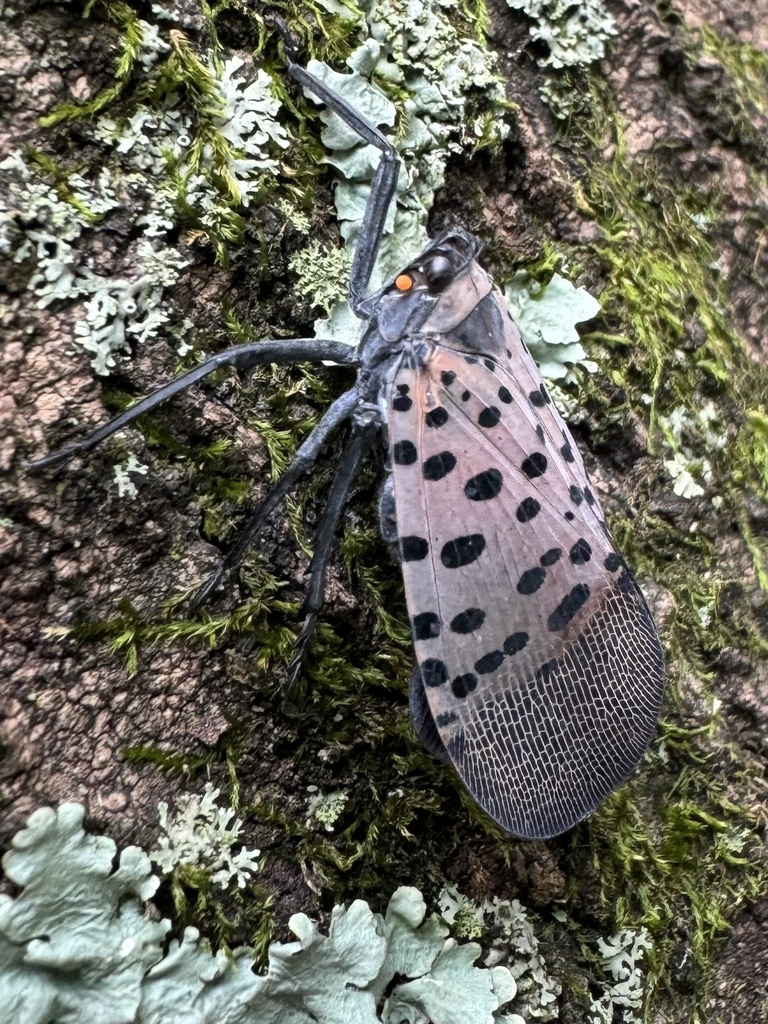 Spotted Lanternfly from Wildwood Park, Harrisburg, PA, US on August 18 ...