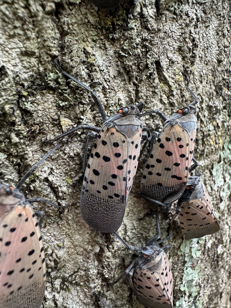 Spotted Lanternfly from Wildwood Park, Harrisburg, PA, US on August 18 ...