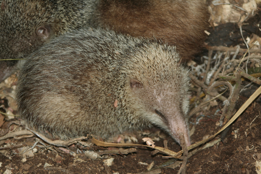 (Tenrec) - Know Your Mammals