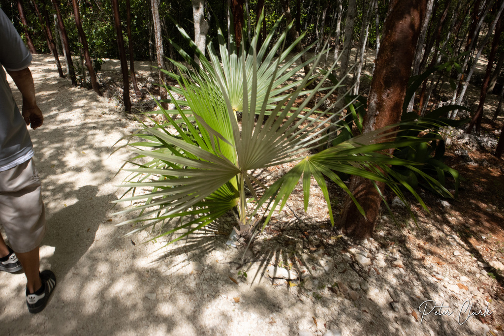 Silver Thatch Palm from North Side, Cayman Islands on August 15, 2024 ...