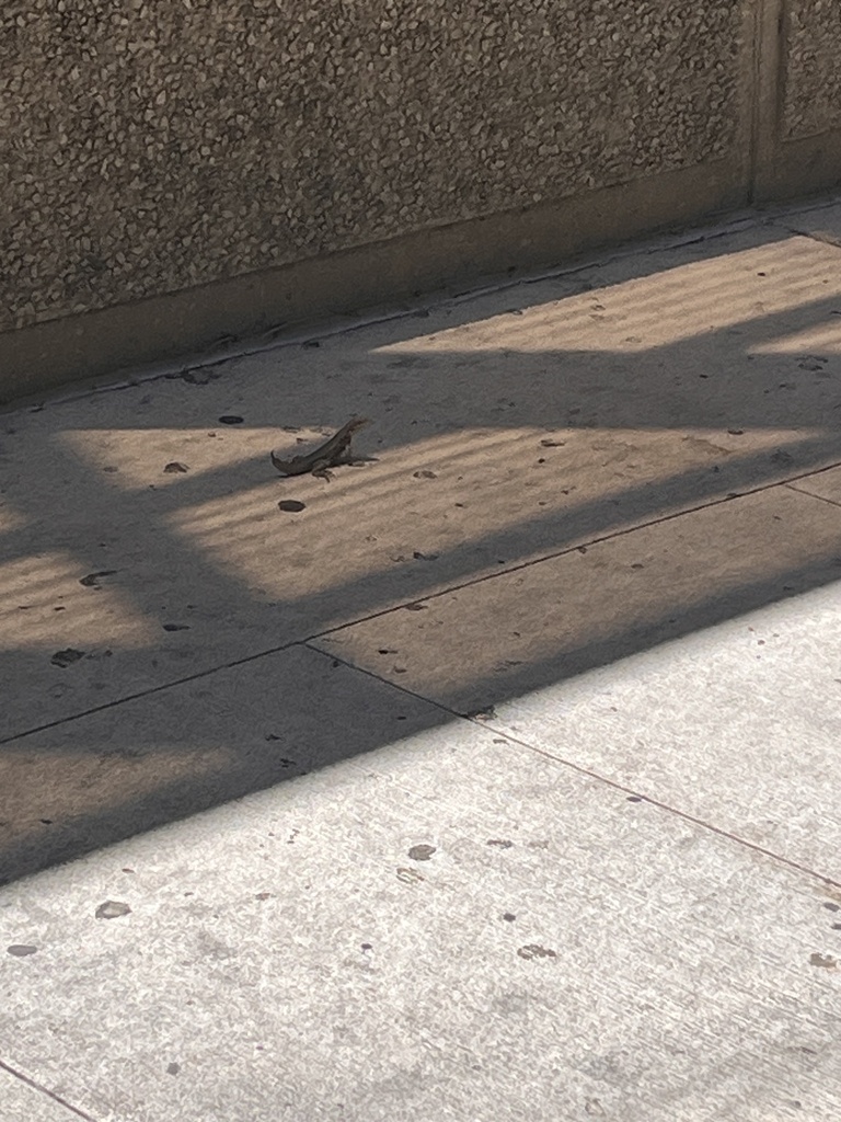 Northern Curly-tailed Lizard from Fort Lauderdale-Hollywood ...