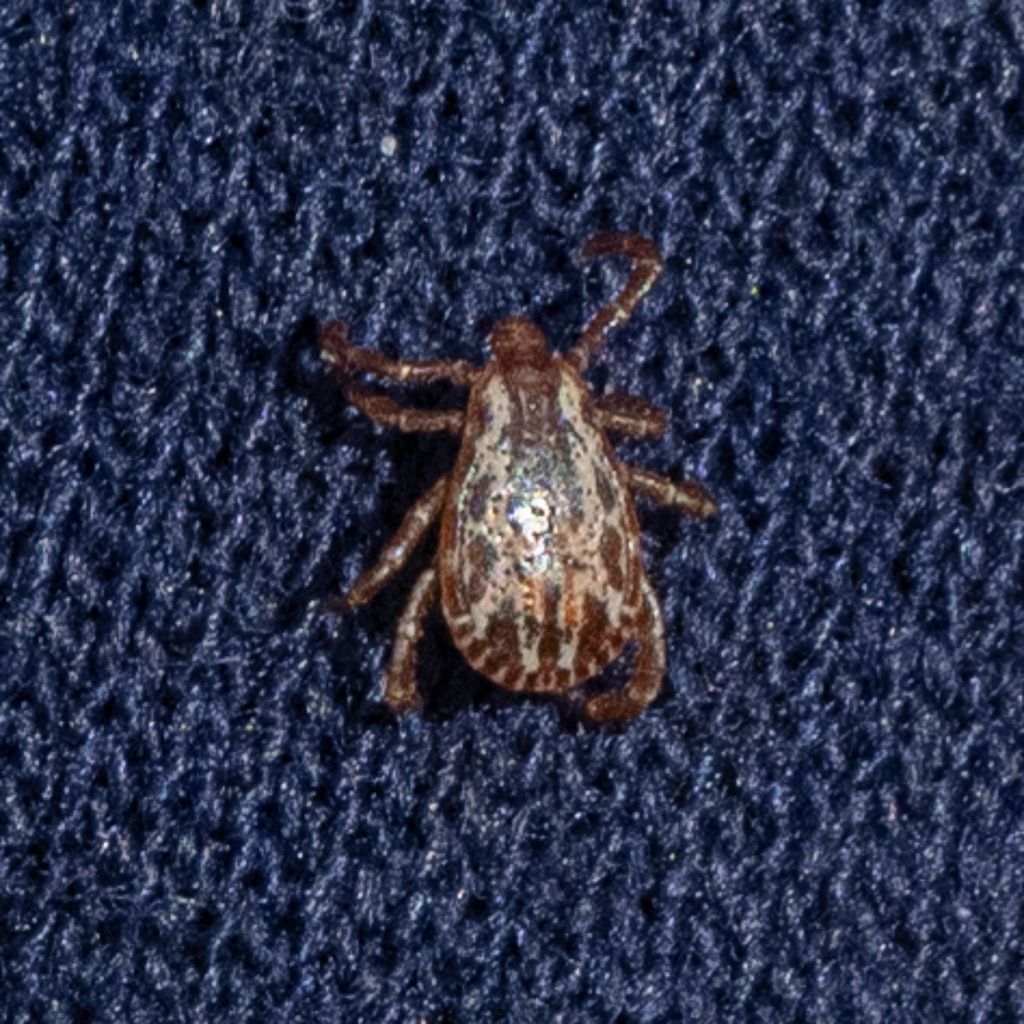 American Dog Tick from Palouse Prairie, Benewah County, ID, USA on July ...