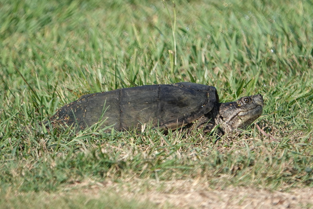 Common Snapping Turtle from Rosenberg, TX, USA on August 18, 2024 at 08 ...