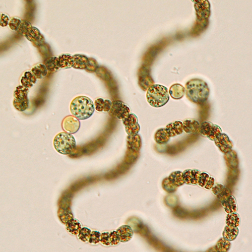 Sphaerospermopsis reniformis · iNaturalist