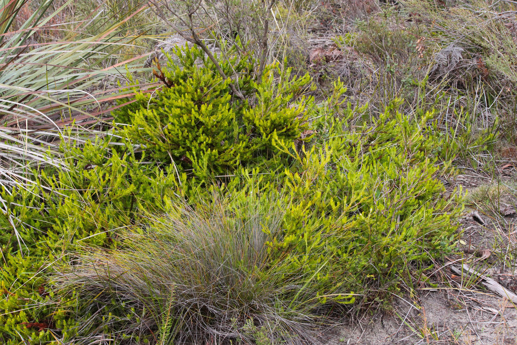 Gland Flower (Adenanthos terminalis) - Botanical Realm