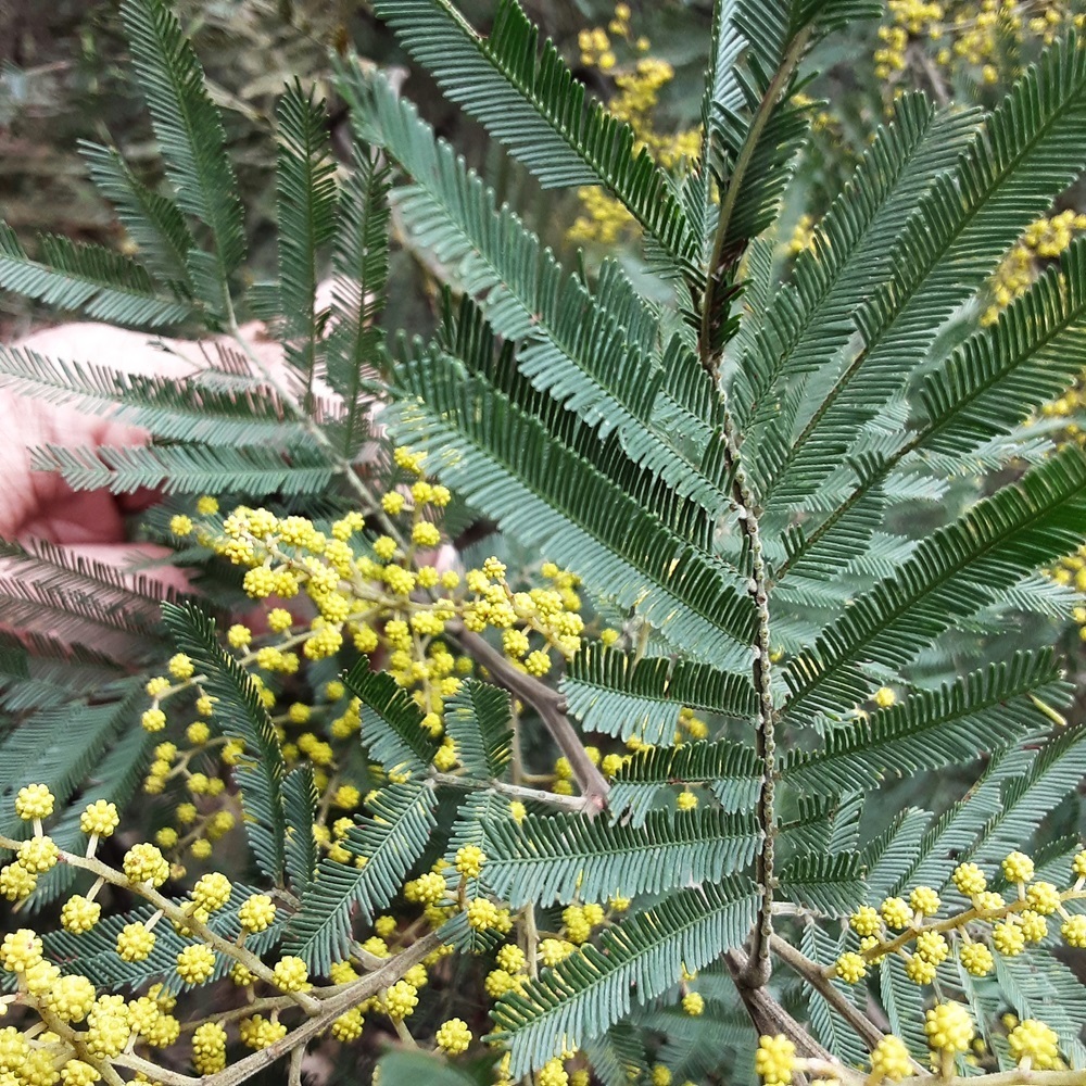 Fern-leaved Wattle (Acacia filicifolia) - Botanical Realm