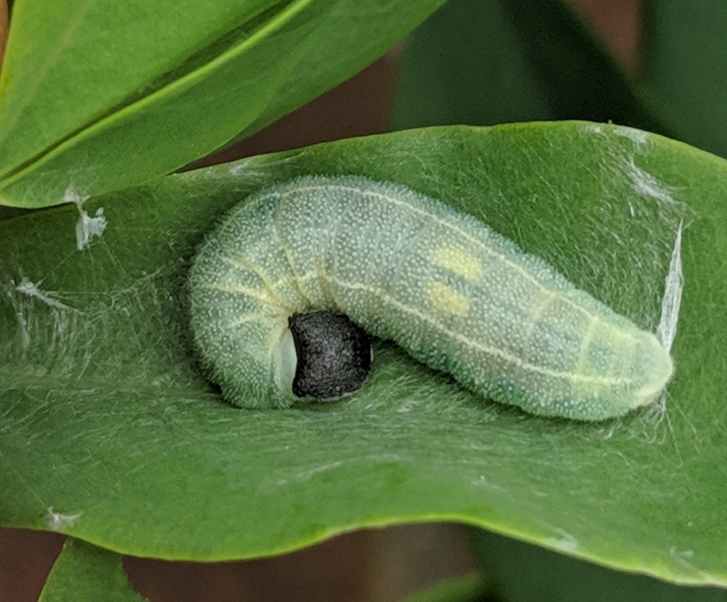 Wild Indigo Duskywing from Martinsburg Rd, Hedgesville, WV 25427, USA ...