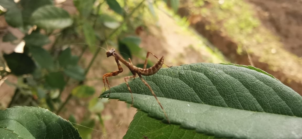 Mantis unicornio y parientes desde Av. del Sol, Nocaima, Cundinamarca ...