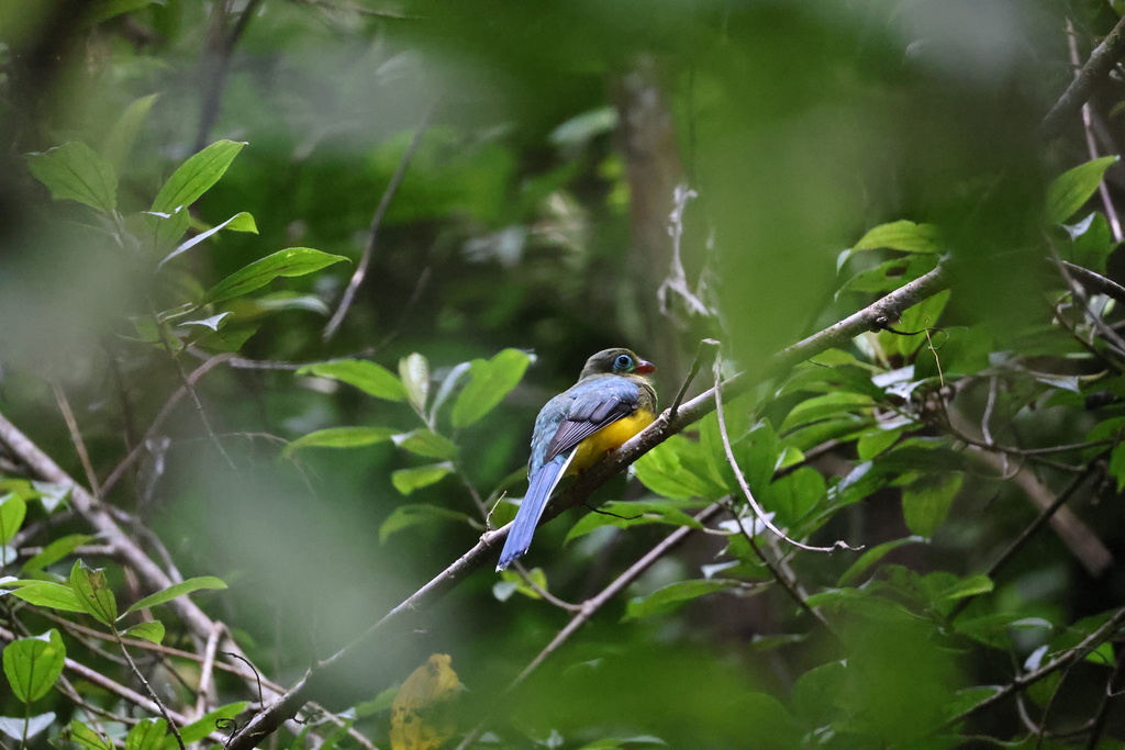 Sumatran Trogon from Kerinci Seblat National Park, Sungai Penuh, Jambi ...