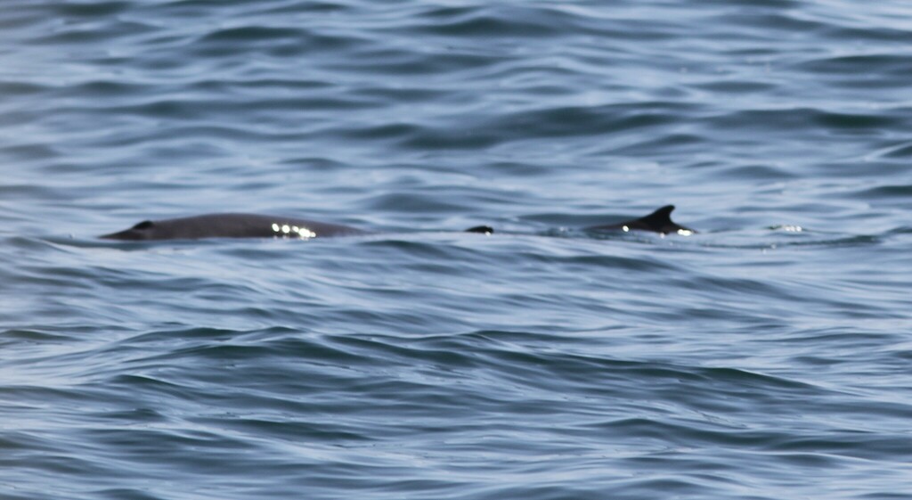 Mesoplodont Beaked Whales from Off South Pass on August 17, 2024 at 10: ...