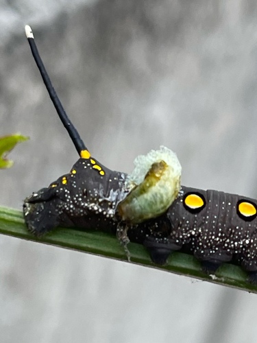 Snellenius theretrae · iNaturalist