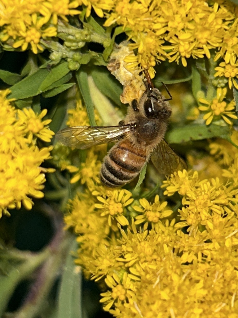 Western Honey Bee from Upper St. Clair, PA, US on August 18, 2024 at 08 ...