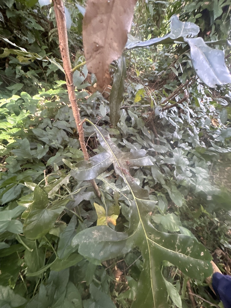 Firewheel tree from Coronation Ave, Nambour, QLD, AU on August 19, 2024 ...