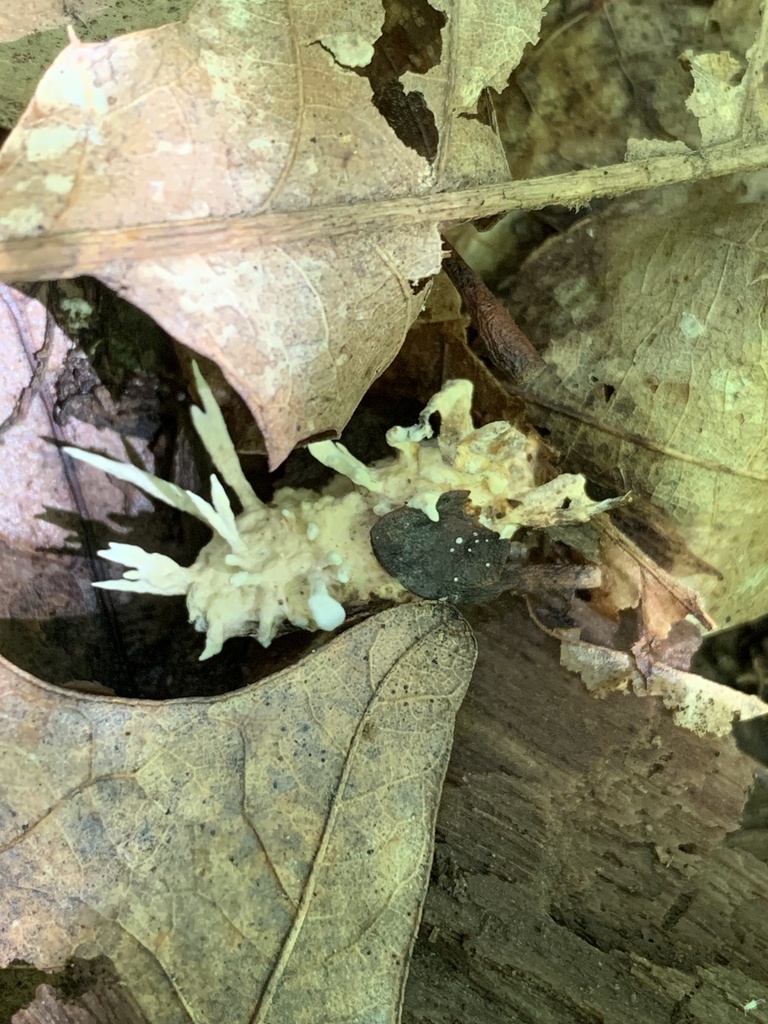 Akanthomyces from Hoosier National Forest, Orleans, IN, US on August 18 ...