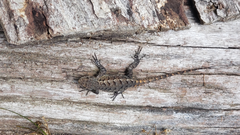 Eastern Fence Lizard from Laurel Park, NC 28739, USA on August 17, 2024 ...