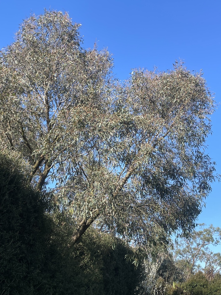 Long-leaved Box from Wineview La, Frankston South, VIC, AU on August 19 ...