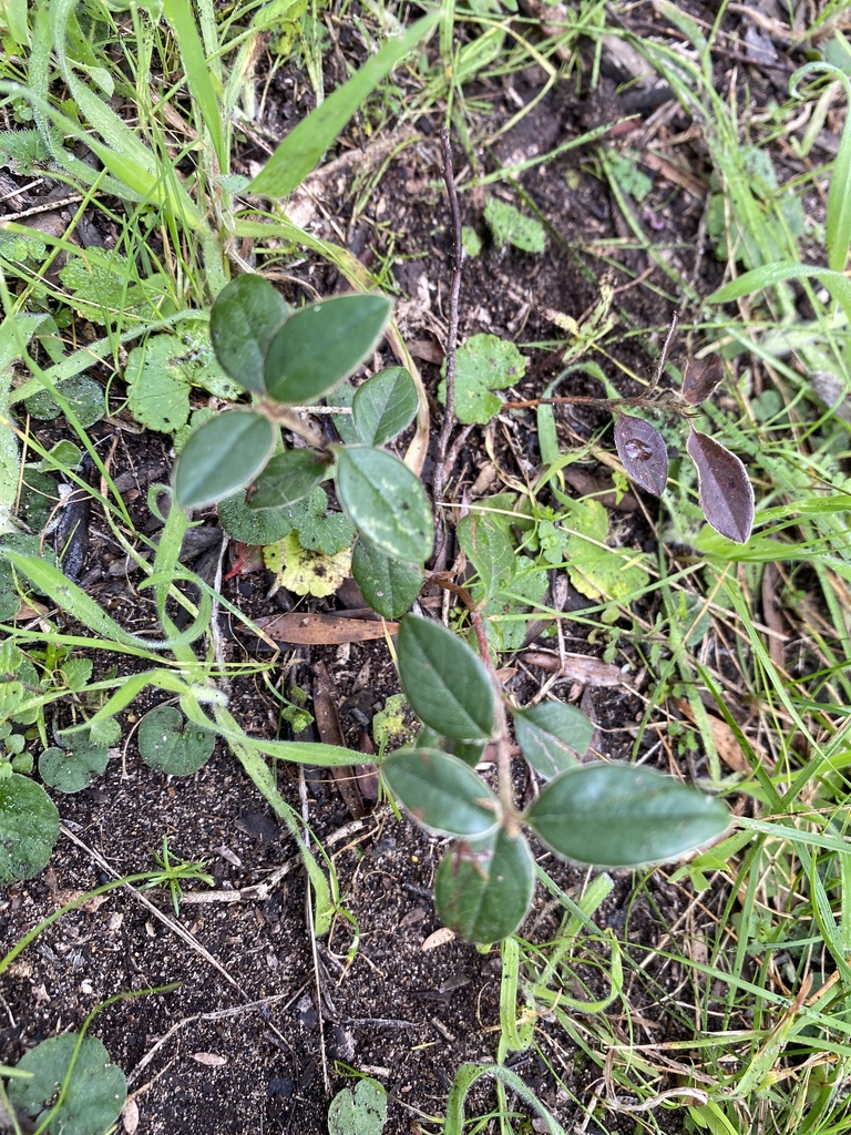 Cotoneasters from Alexander Ave, Rye, VIC, AU on August 19, 2024 at 10: ...