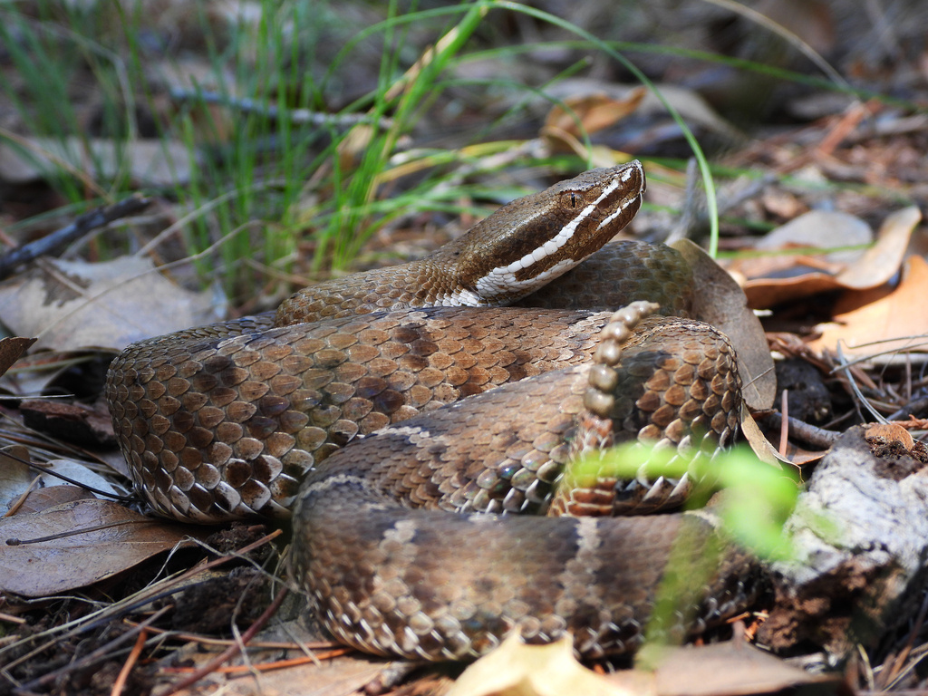 Ridge-nosed Rattlesnake in August 2024 by Yinan Li · iNaturalist