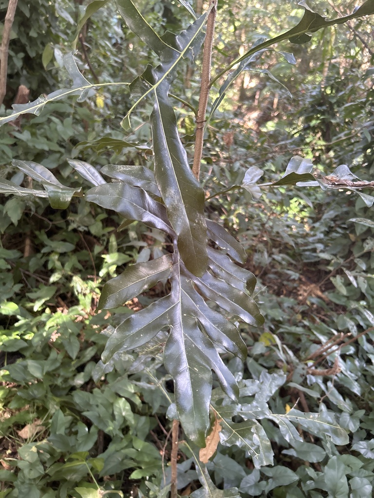 Firewheel tree from Showgrounds Rd, Nambour, QLD, AU on August 19, 2024 ...