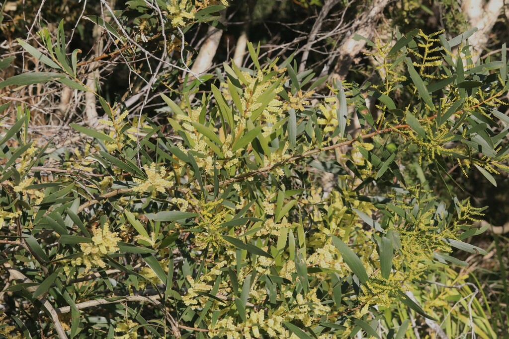 coastal wattle from Wooli NSW 2462, Australia on August 7, 2024 at 09: ...