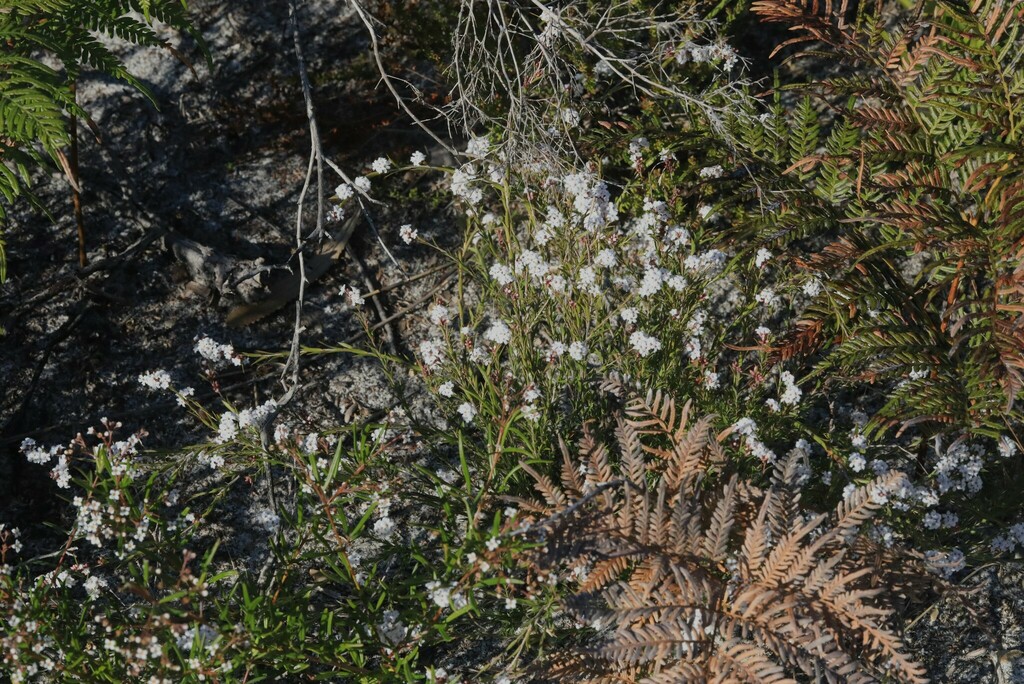 common beard-heath from Wooli NSW 2462, Australia on August 7, 2024 at ...