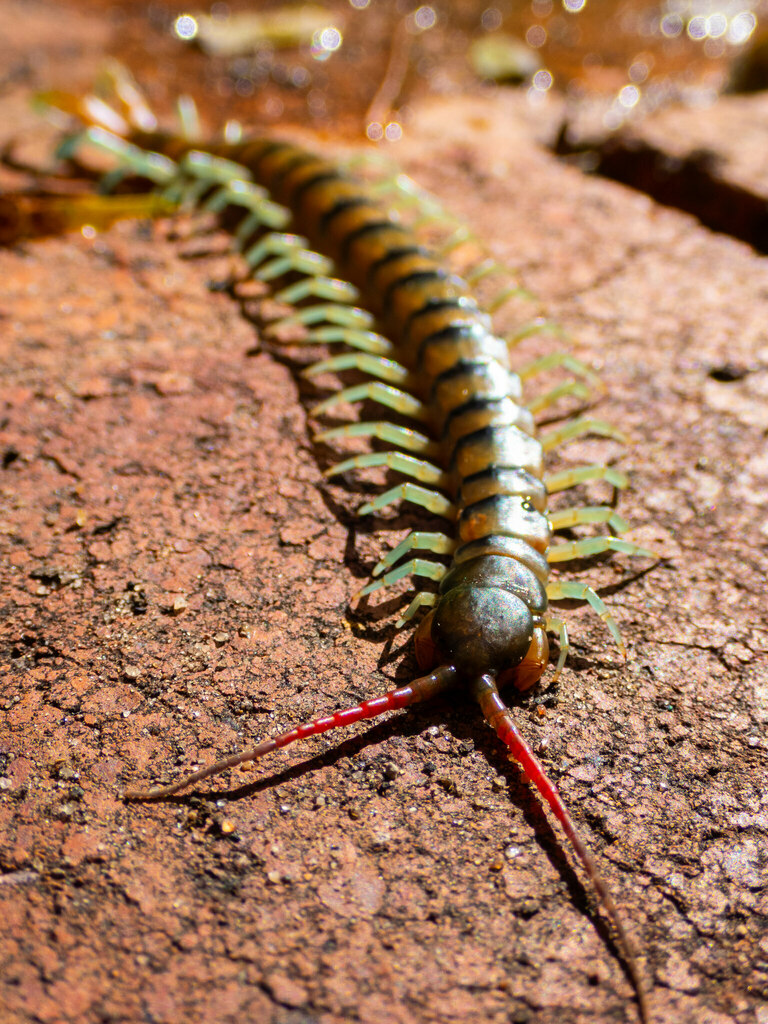 Red-headed Centipede from Condamine QLD 4416, Australia on August 15 ...