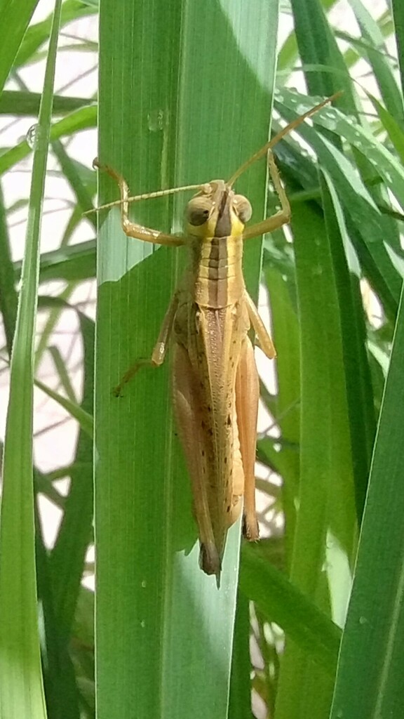 Choroedocus illustris from Bilkeshwar Colony, Haridwar, Uttarakhand ...