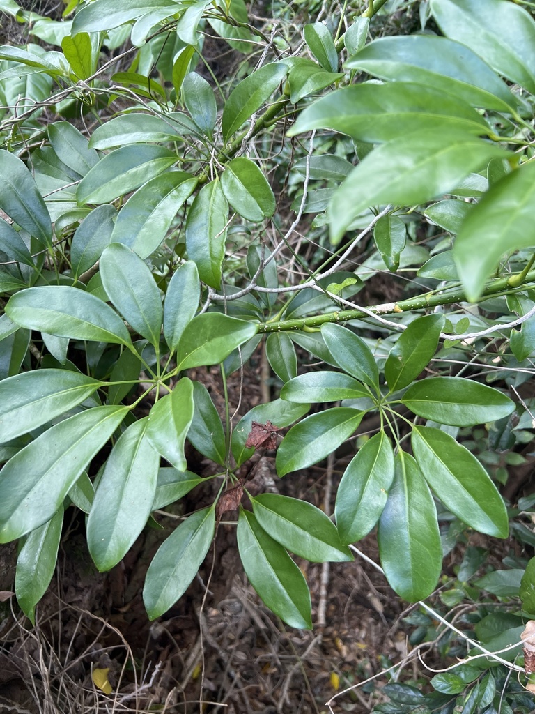 Miniature umbrella tree from Coronation Ave, Nambour, QLD, AU on August ...