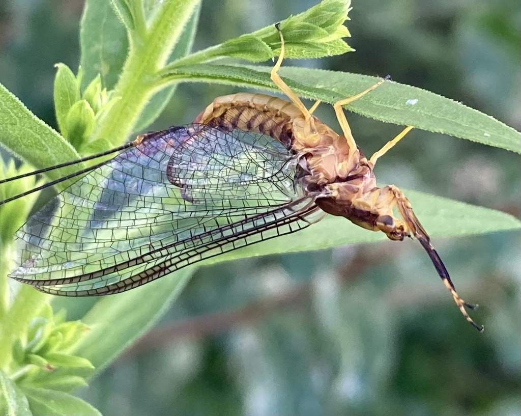 Giant Mayflies from Virginia Tech, Blacksburg, VA, US on August 18 ...