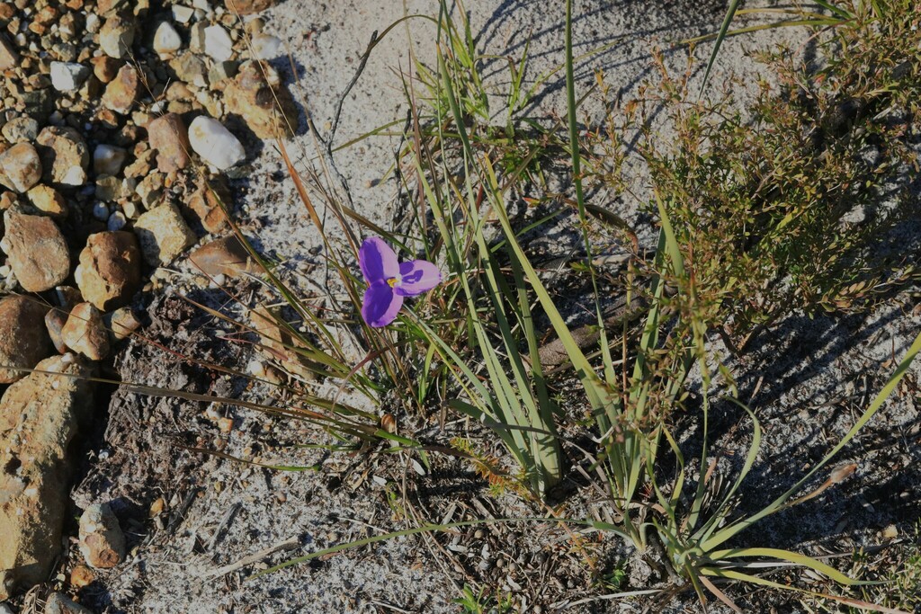 Silky Purple Flag from Wooli NSW 2462, Australia on August 7, 2024 at ...