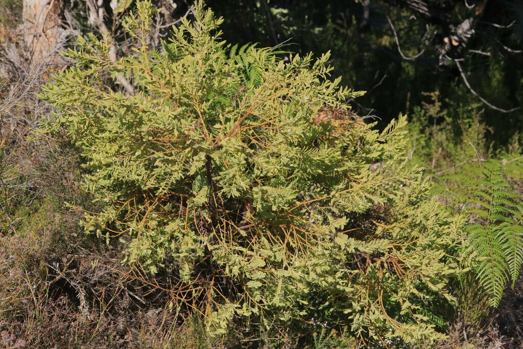 Olax angulata from Wooli NSW 2462, Australia on August 7, 2024 at 10:16 ...