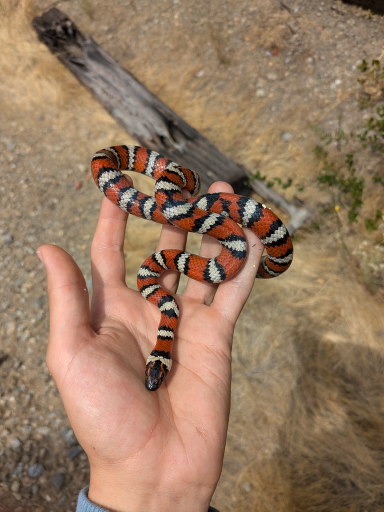 California Mountain Kingsnake in August 2024 by reptile_galen · iNaturalist