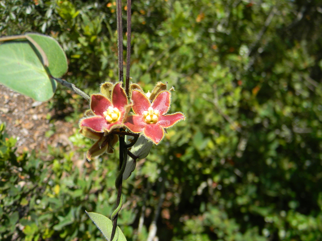 Funastrum elegans from Camino al Potrero, Acultzingo, Ver., México on ...
