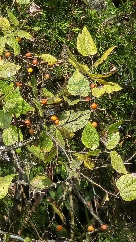 Dwarf Hackberry from Huntsville, AR 72740, USA on August 18, 2024 at 03 ...