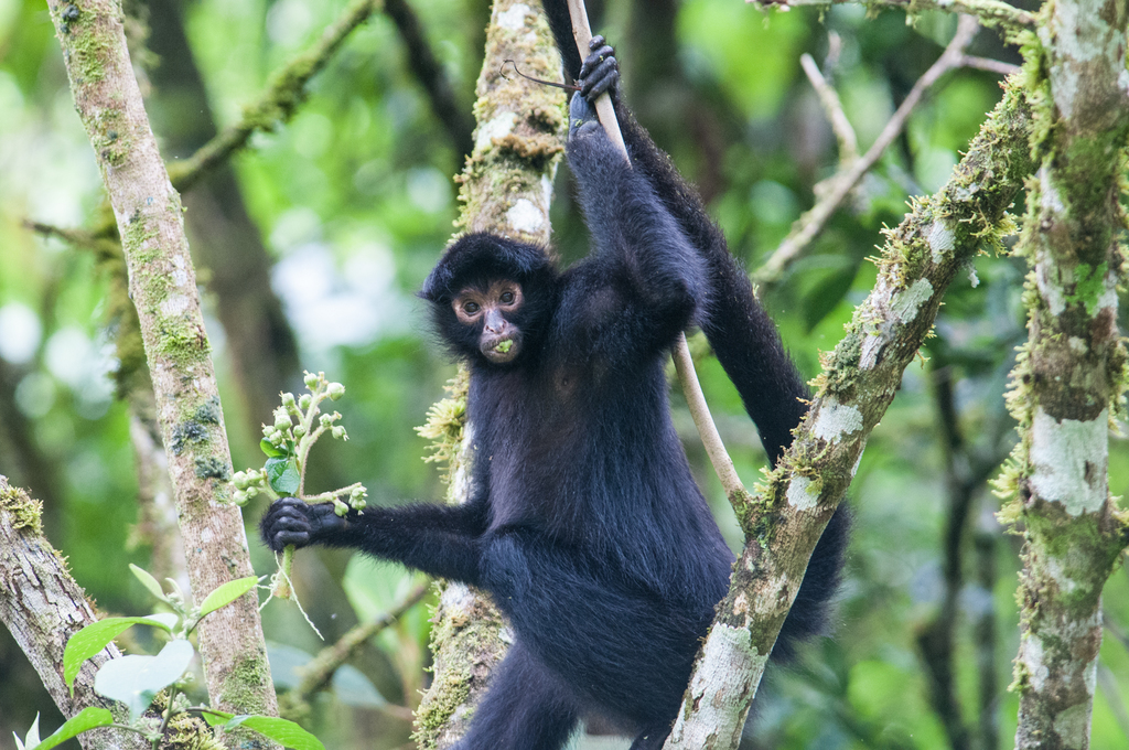 Black-faced Black Spider Monkey (Ateles chamek) - Know Your Mammals