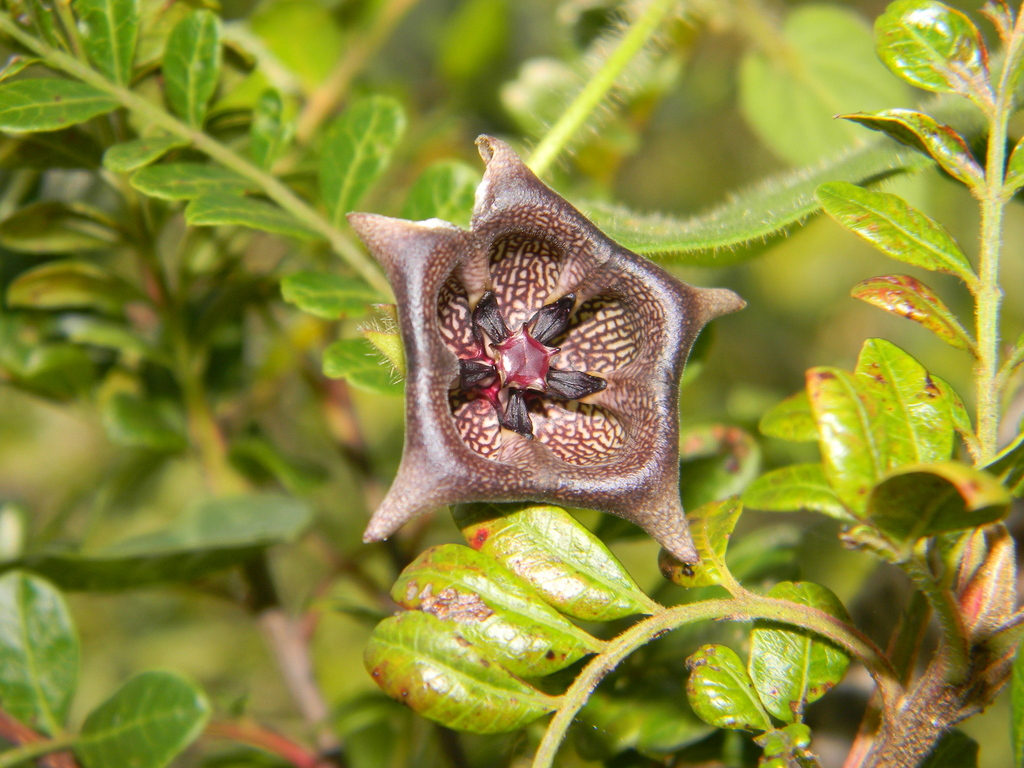 Dictyanthus reticulatus from Camino al Potrero, Acultzingo, Ver ...