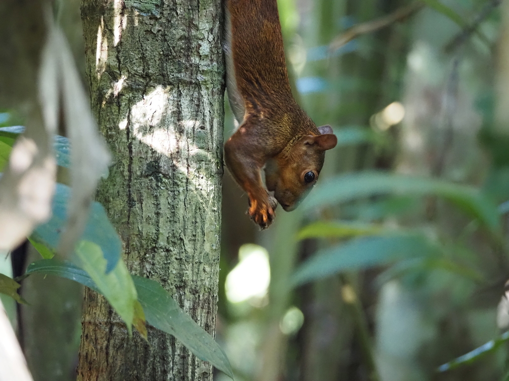 Southern Amazon Red Squirrel from Tambopata, Peru on July 18, 2024 at ...