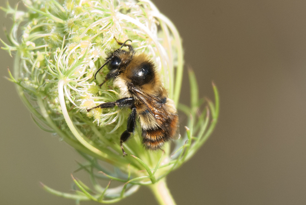 Red-belted Bumble Bee from Downsview, North York, ON, Canada on August ...
