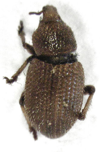 Aphela algarum · iNaturalist