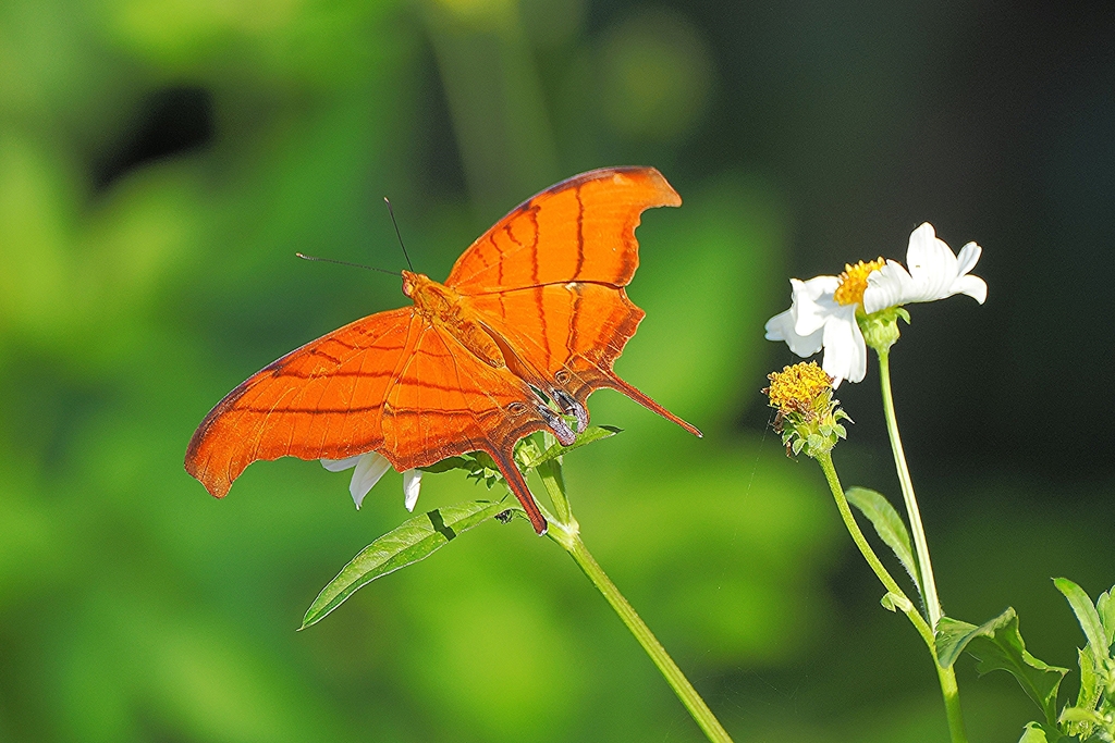 Ruddy Daggerwing from Arthur R. Marshall Loxahatchee Wildlife Refuge ...