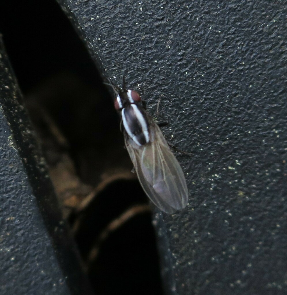 White-striped litter fly from Goodwin Avenue, Springfield, Rotorua 3015 ...