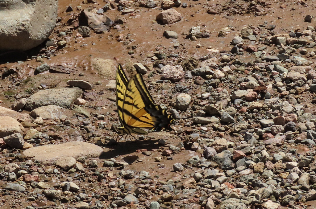 Two-tailed Swallowtail from Cochise County, AZ, USA on August 9, 2024 ...