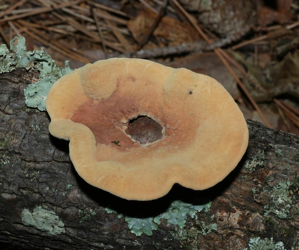 tender nesting polypore in August 2024 by lynath. on hardwood · iNaturalist