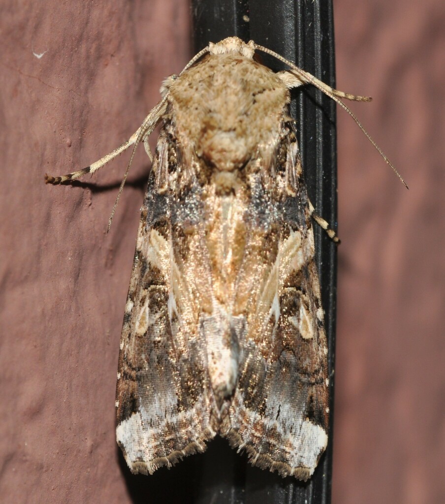 Yellow-striped Armyworm Moth from Little Biscuit Mini Farm, Washington ...