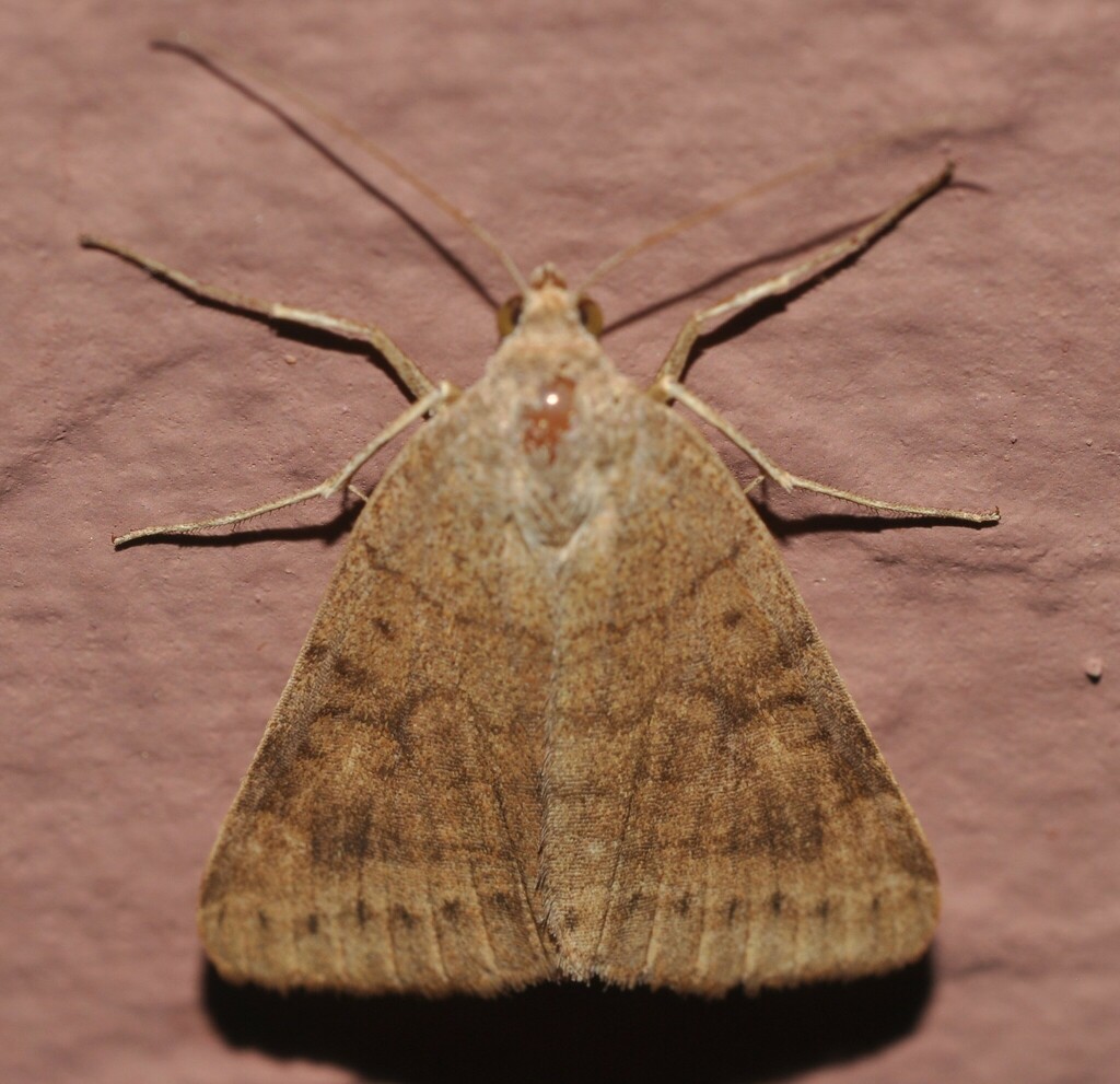 Vetch Looper Moth from Little Biscuit Mini Farm, Washington County, TN ...